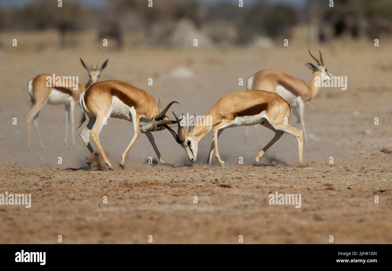 Springbok (Antidorcas marsupialis). Two bucks fighting Stock Photo - Alamy
