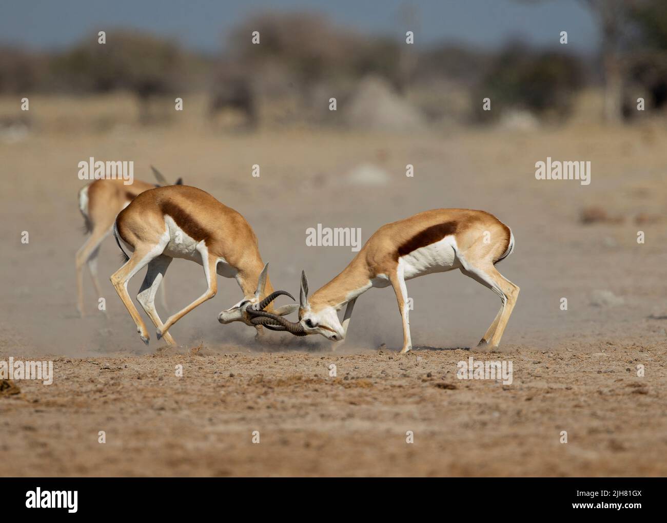 Springbok fighting hi-res stock photography and images - Alamy