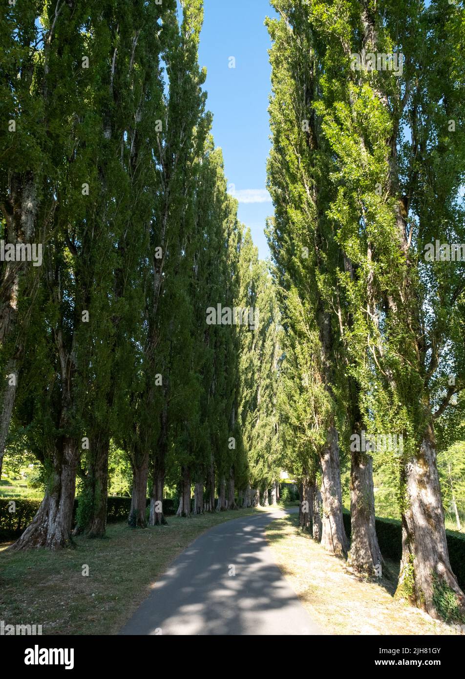 Avenue of poplar trees at Jardin du Plessis Sasnieres in the Loire ...