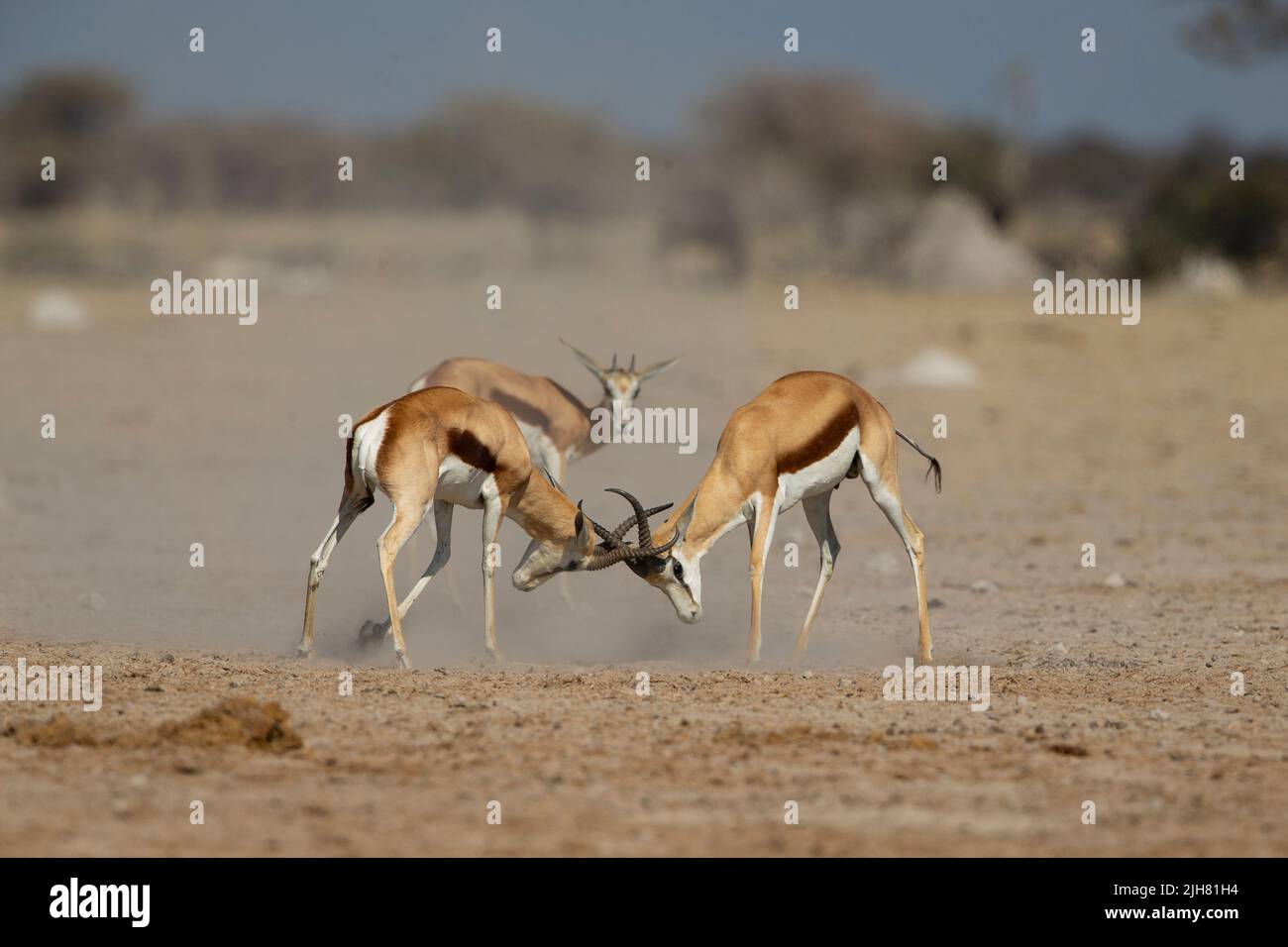 Springbok fighting hi-res stock photography and images - Alamy