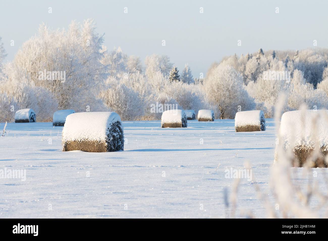 Lots of snow-covered hay bales on a field during a crispy cold winter ...