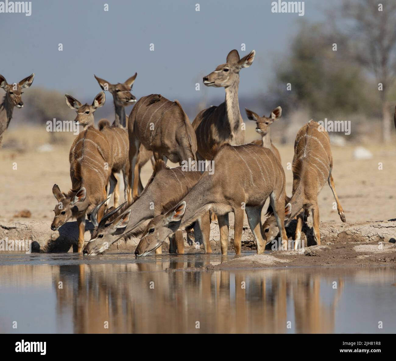 Greater Kudu (Tragelaphus strepsiceros) drinking at a waterhole Stock ...