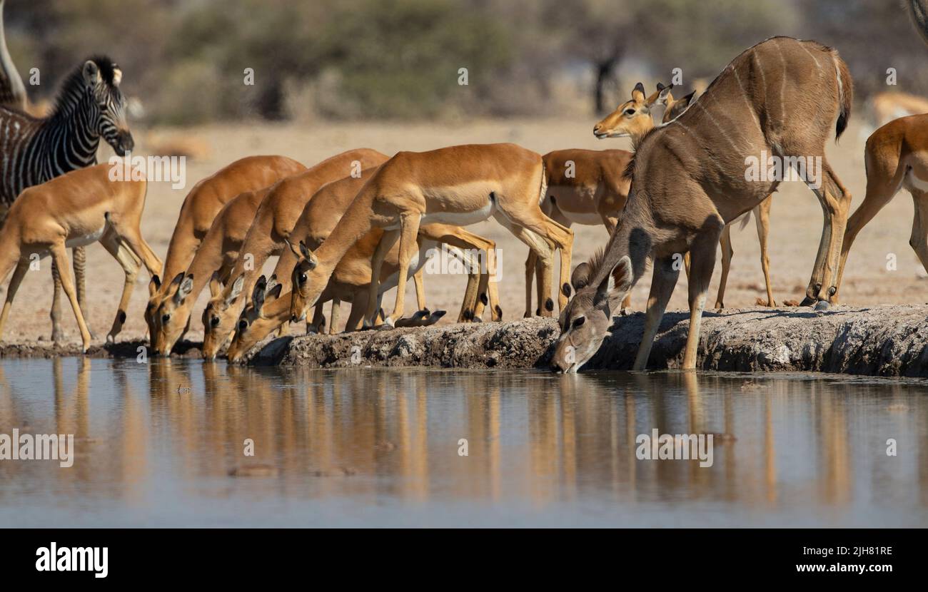 Greater Kudu (Tragelaphus strepsiceros) and Impala (Aepyceros melampus ...