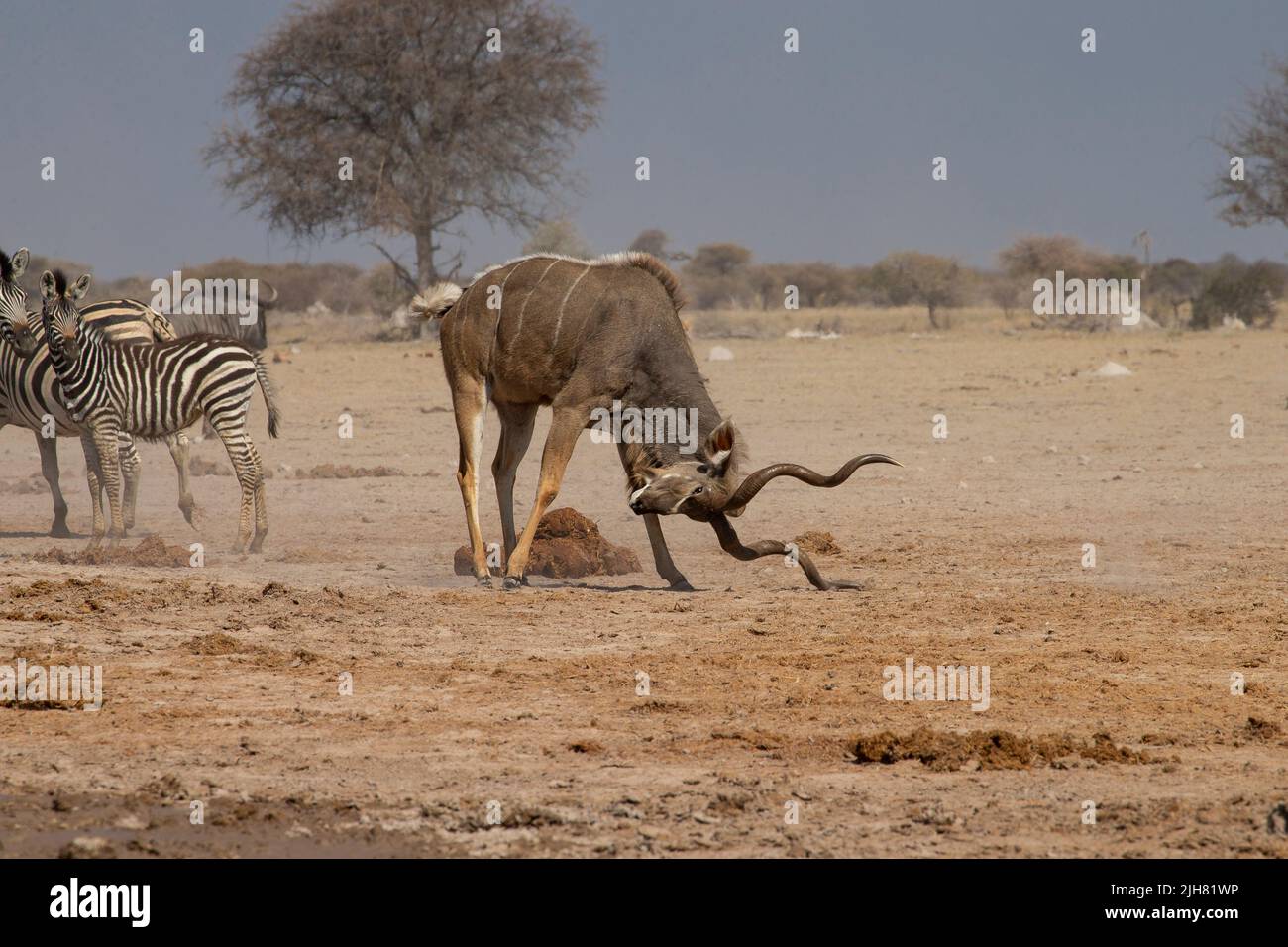 Greater Kudu (Tragelaphus strepsiceros) buck Stock Photo - Alamy