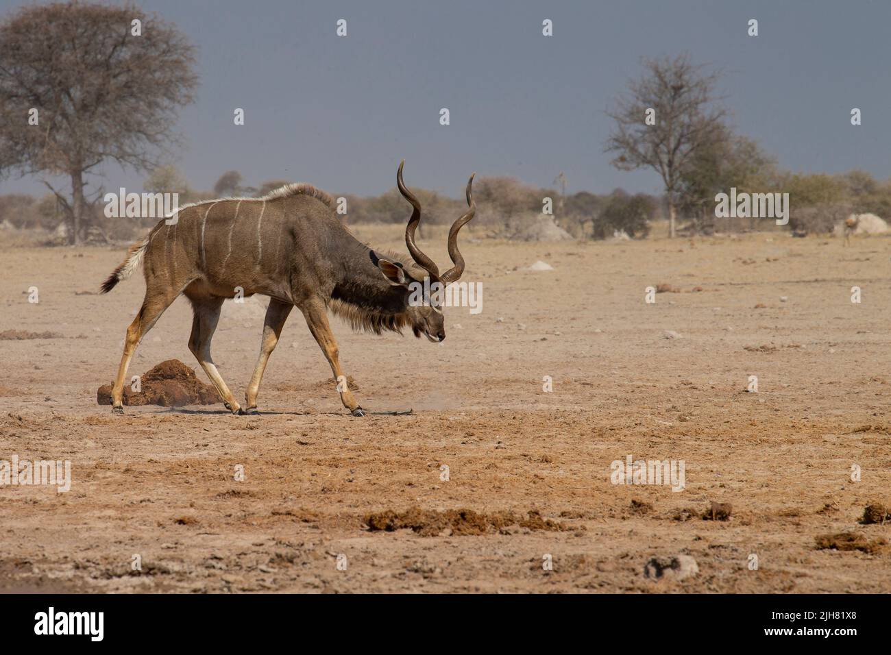 Greater Kudu (Tragelaphus strepsiceros) buck Stock Photo - Alamy