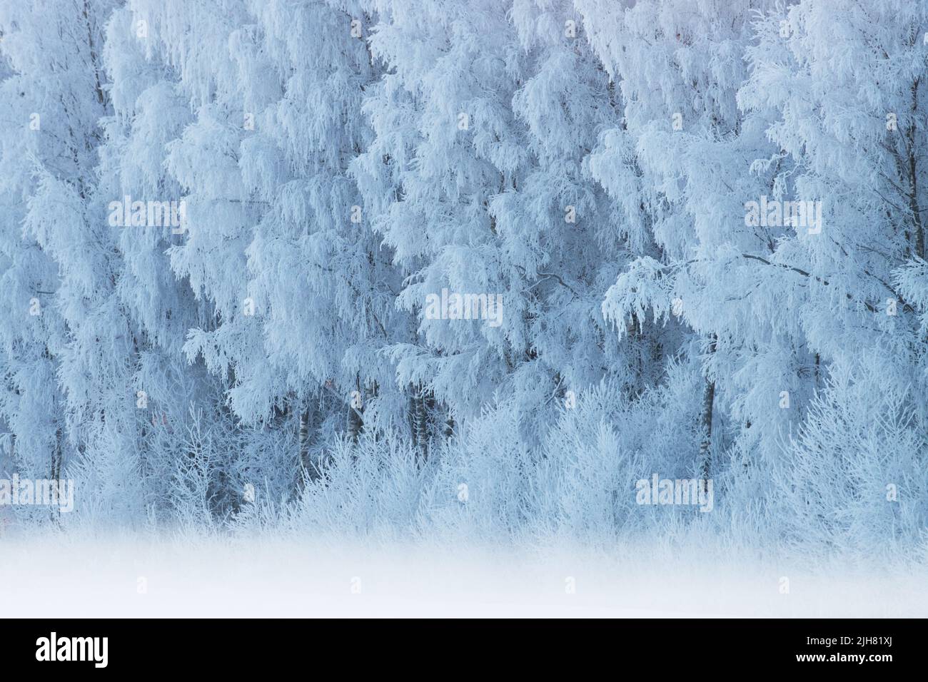 Stunning frost-covered mixed forest in Estonia during a cold winter day ...