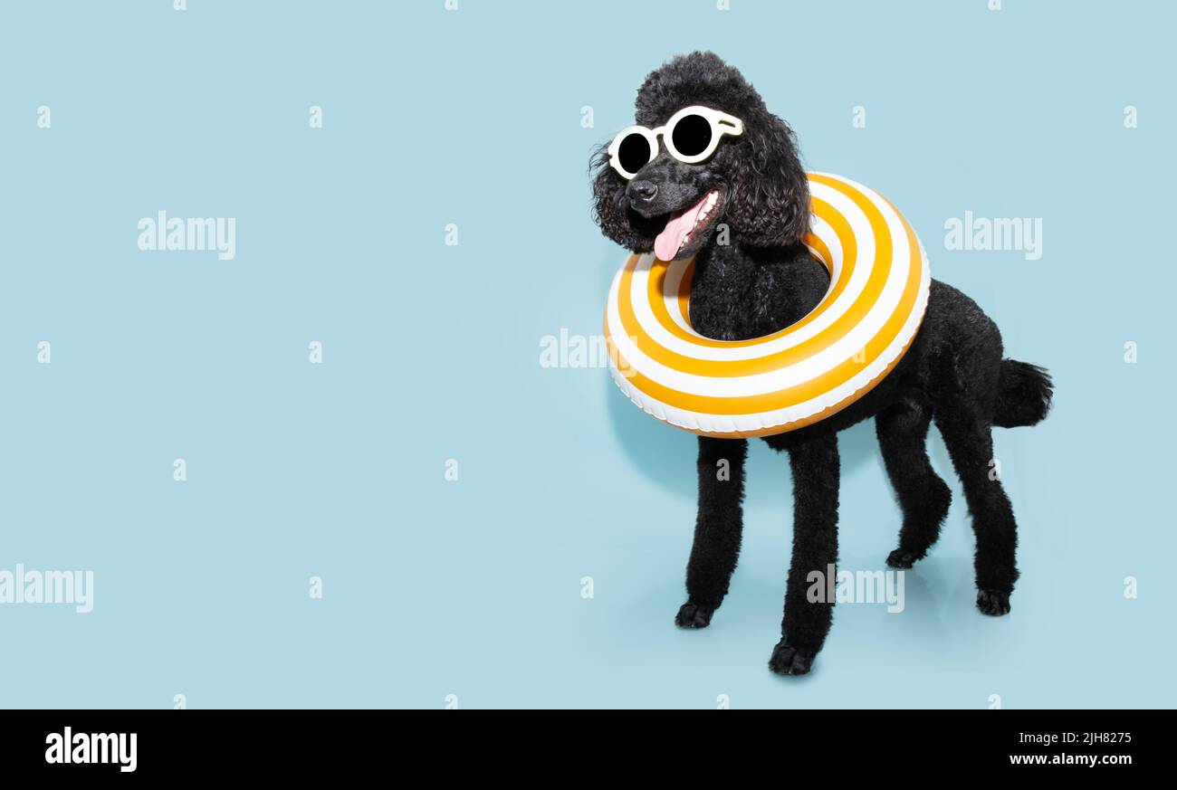Giant black poodle hi-res stock photography and images - Alamy