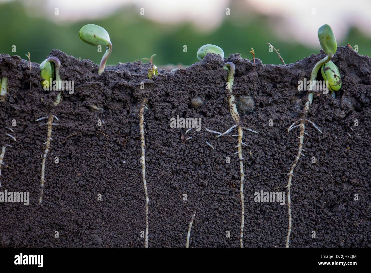 Sprouted soybean shoots in soil with roots. Blurred background Stock ...
