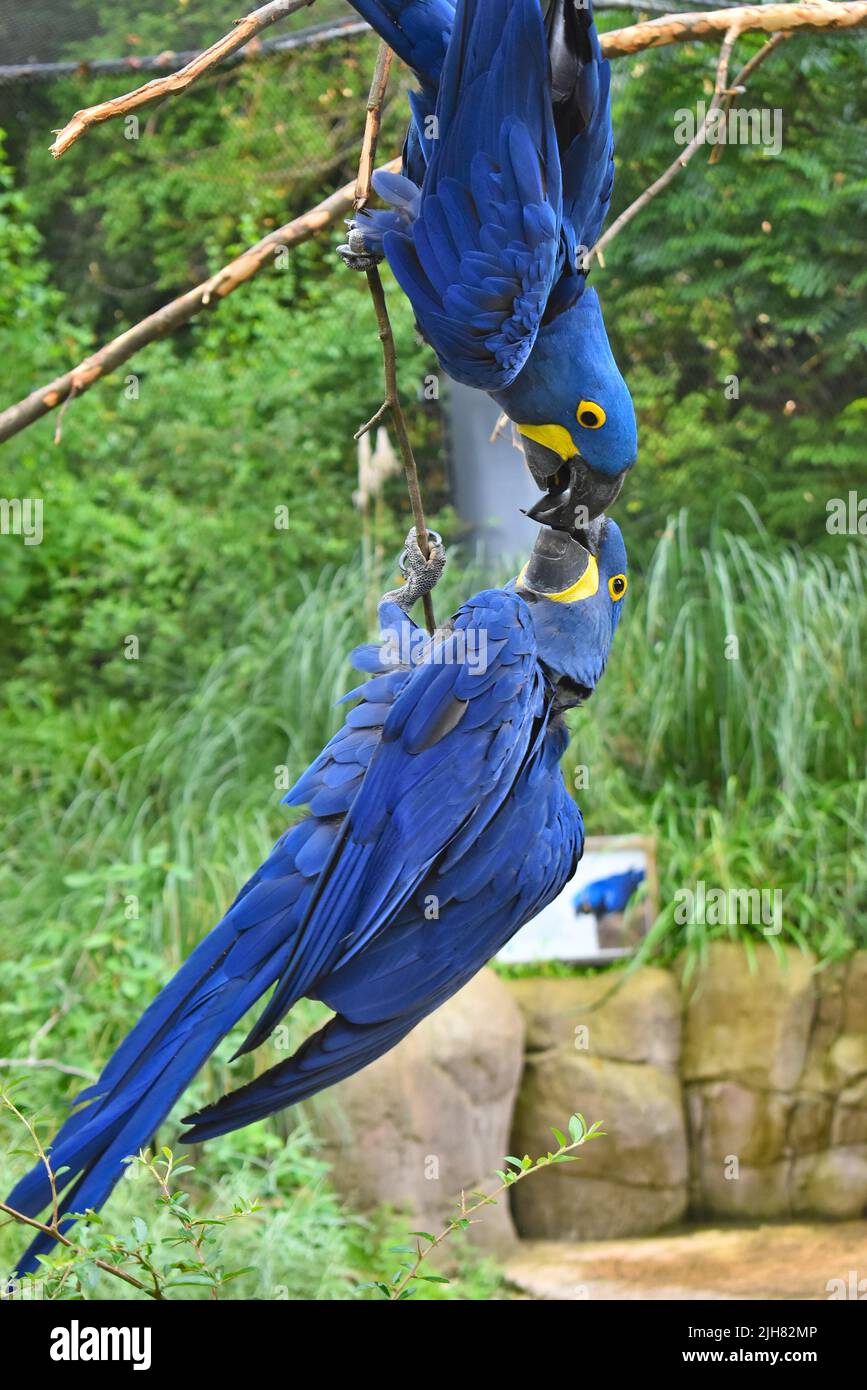 Male and female macaw hi-res stock photography and images - Alamy
