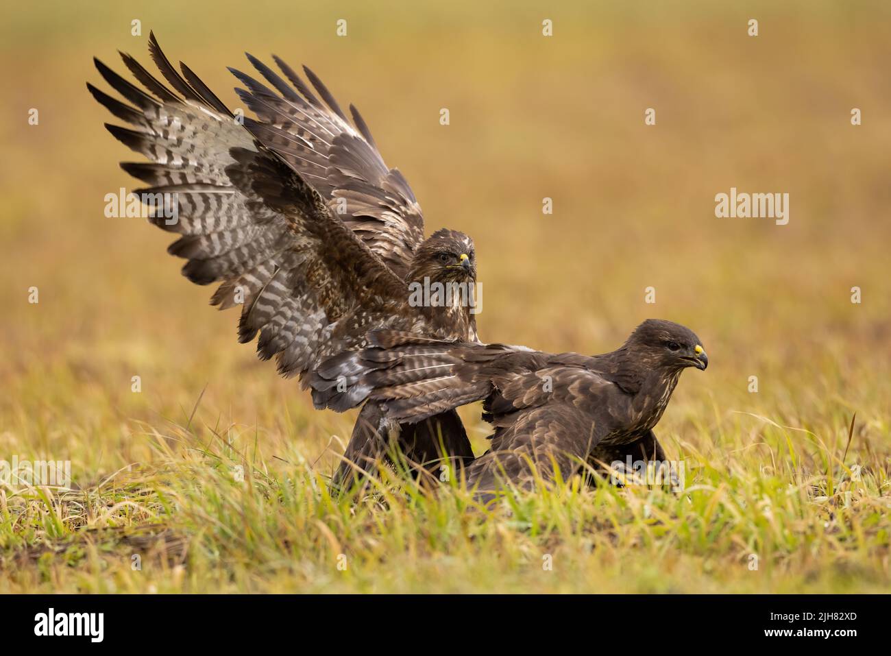 Two common buzzard fighting on field in autumn nature Stock Photo - Alamy