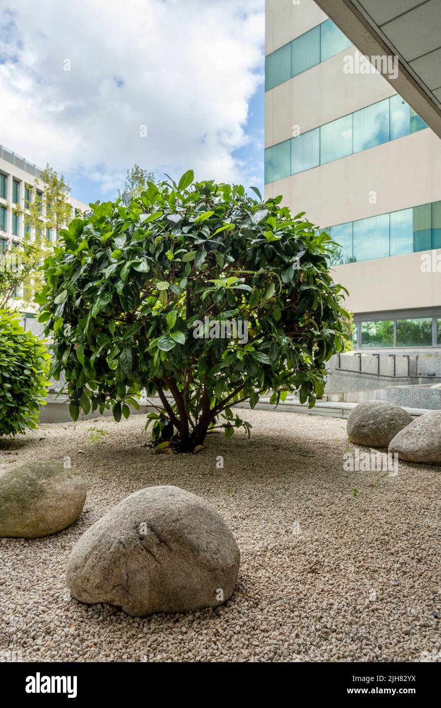 Decorative trees in the garden of an office building Stock Photo - Alamy