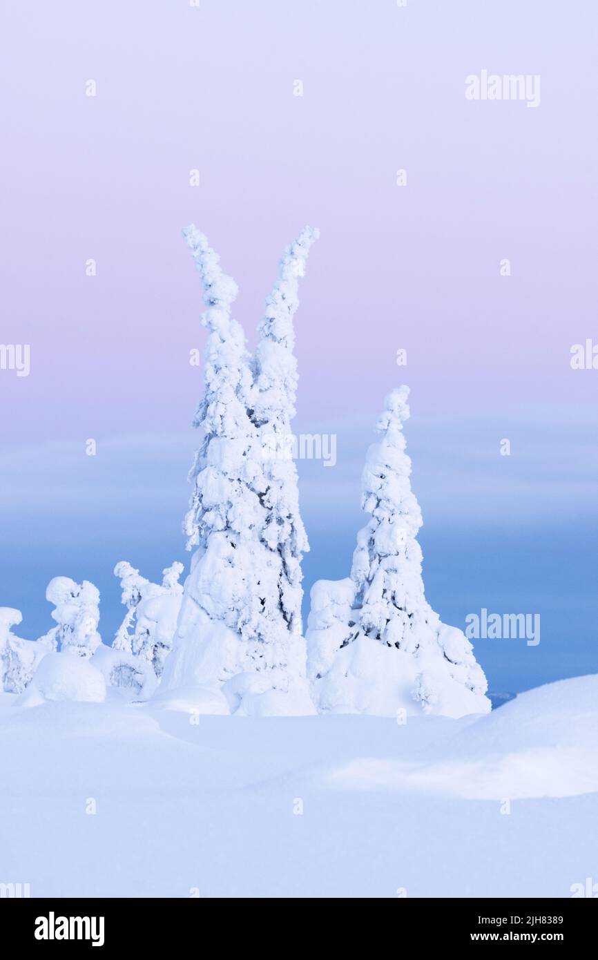 Snow-covered Spruce trees on a hillside in Riisitunturi National Park ...