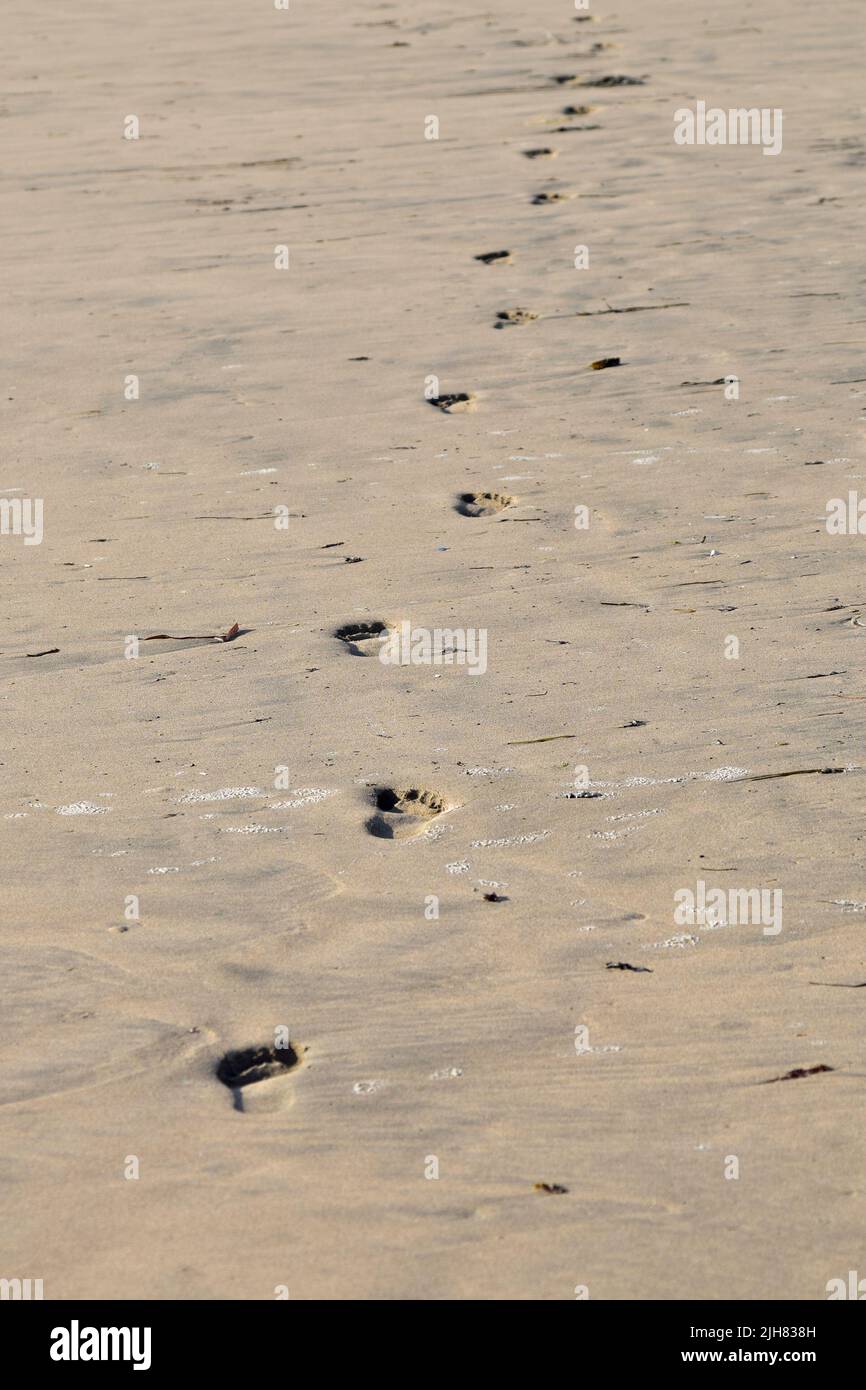 Fresh footprints in wet sand at sunset on Perranporth Beach Stock Photo ...