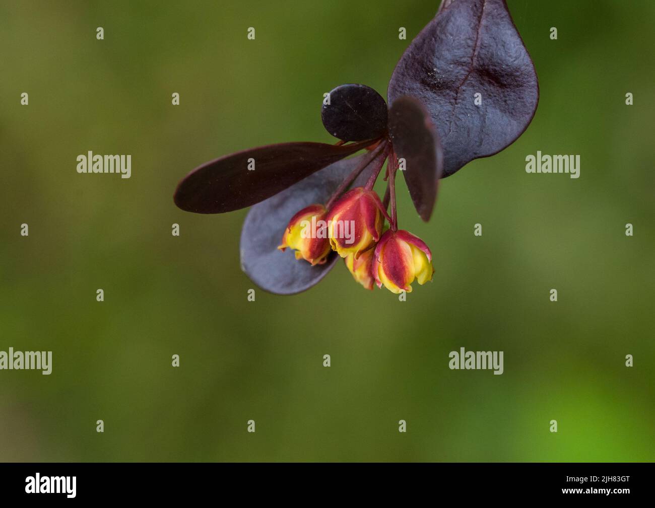 A macro shot of the yellow / red blooms of a dark leaved berberis bush ...