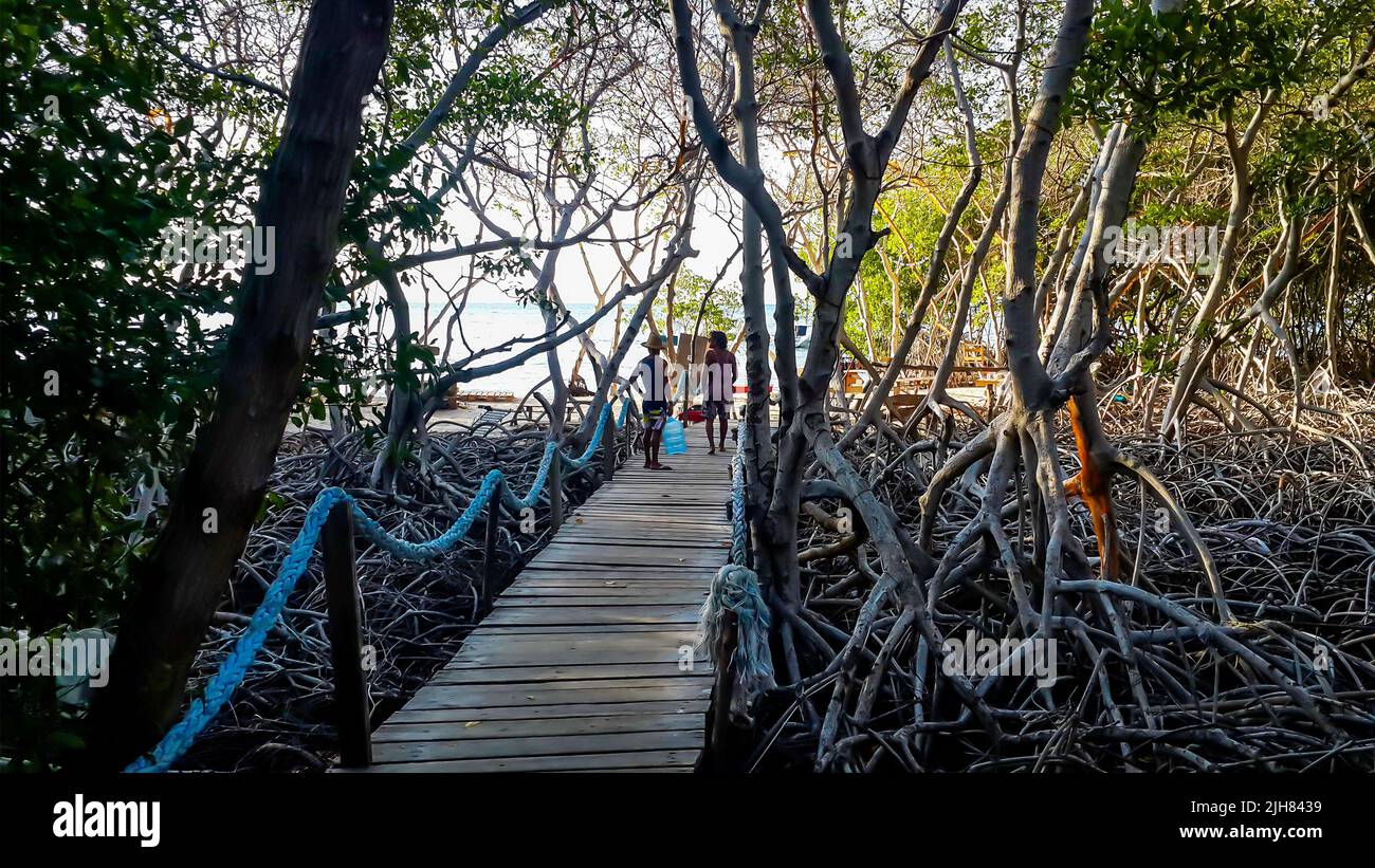 Two men walking on wooden pier over mangrove tree roots. Tropical ...