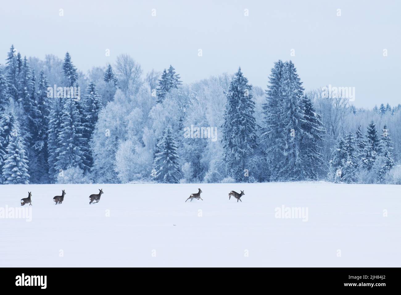 Group roe deer running on hi-res stock photography and images - Alamy