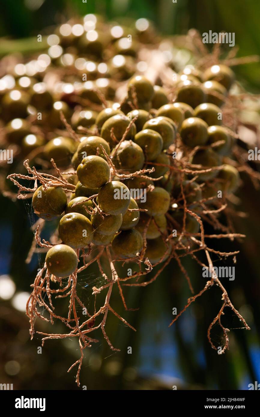 carnauba palm fruit (copernicia prunifera Stock Photo - Alamy