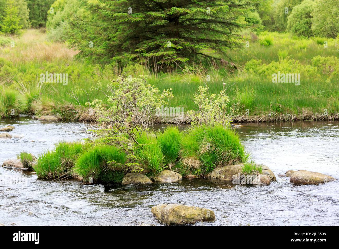 Grass and small bushes growing on a small island made up of rocks and ...
