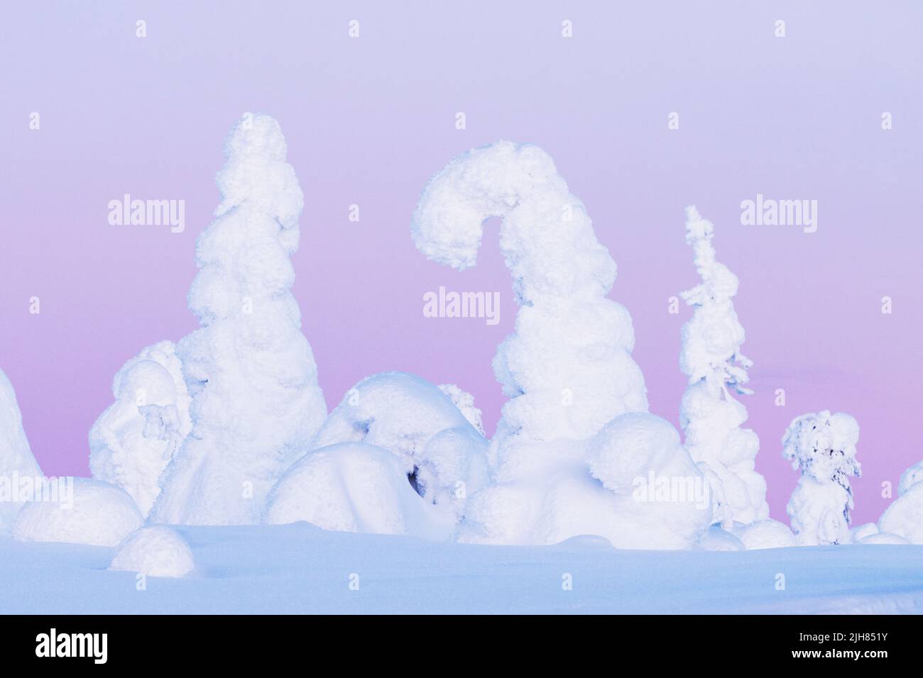 Small trees heavily covered with snow and frost during a cold winter ...