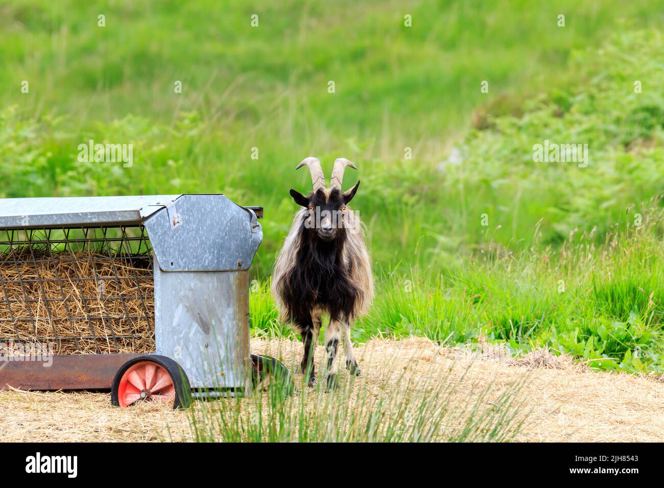 wild Goat looking at camera standing by a feed trough Stock Photo - Alamy