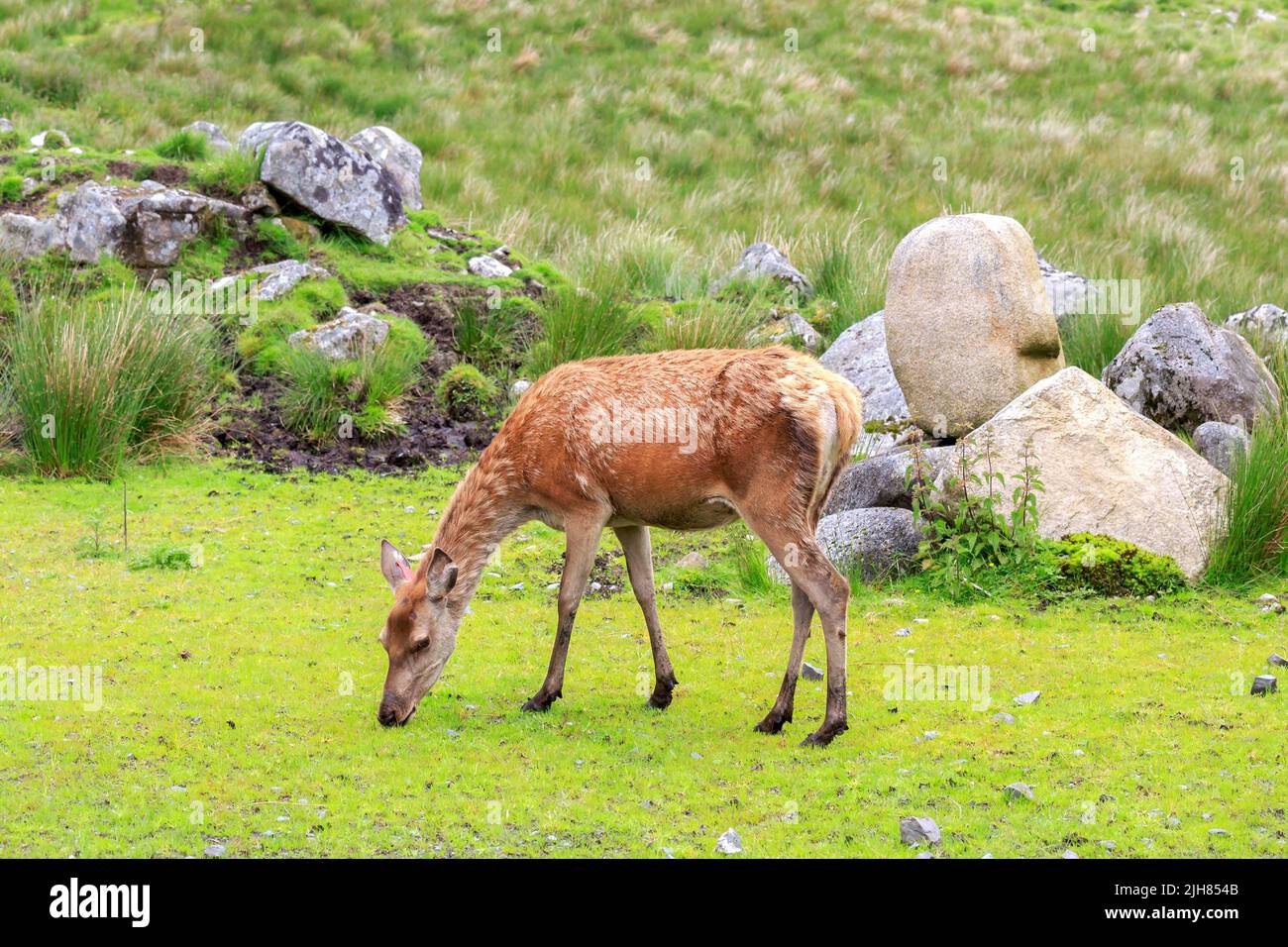Single Doe Red Deer grazing on short grass with large rocks in the ...