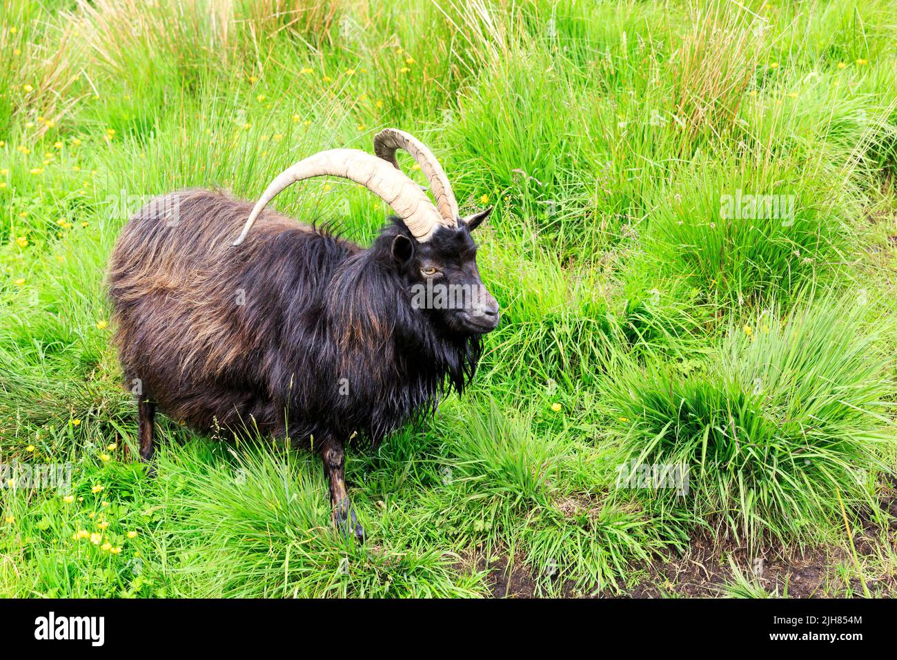 Close up looking down on a brown and black wild Goat with large horns ...
