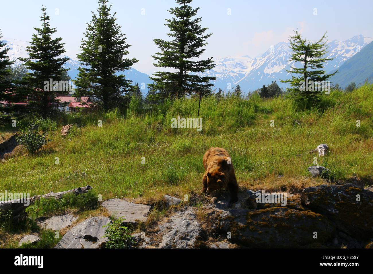 Grizzly at the Alaska Wildlife Conservation Center Stock Photo - Alamy