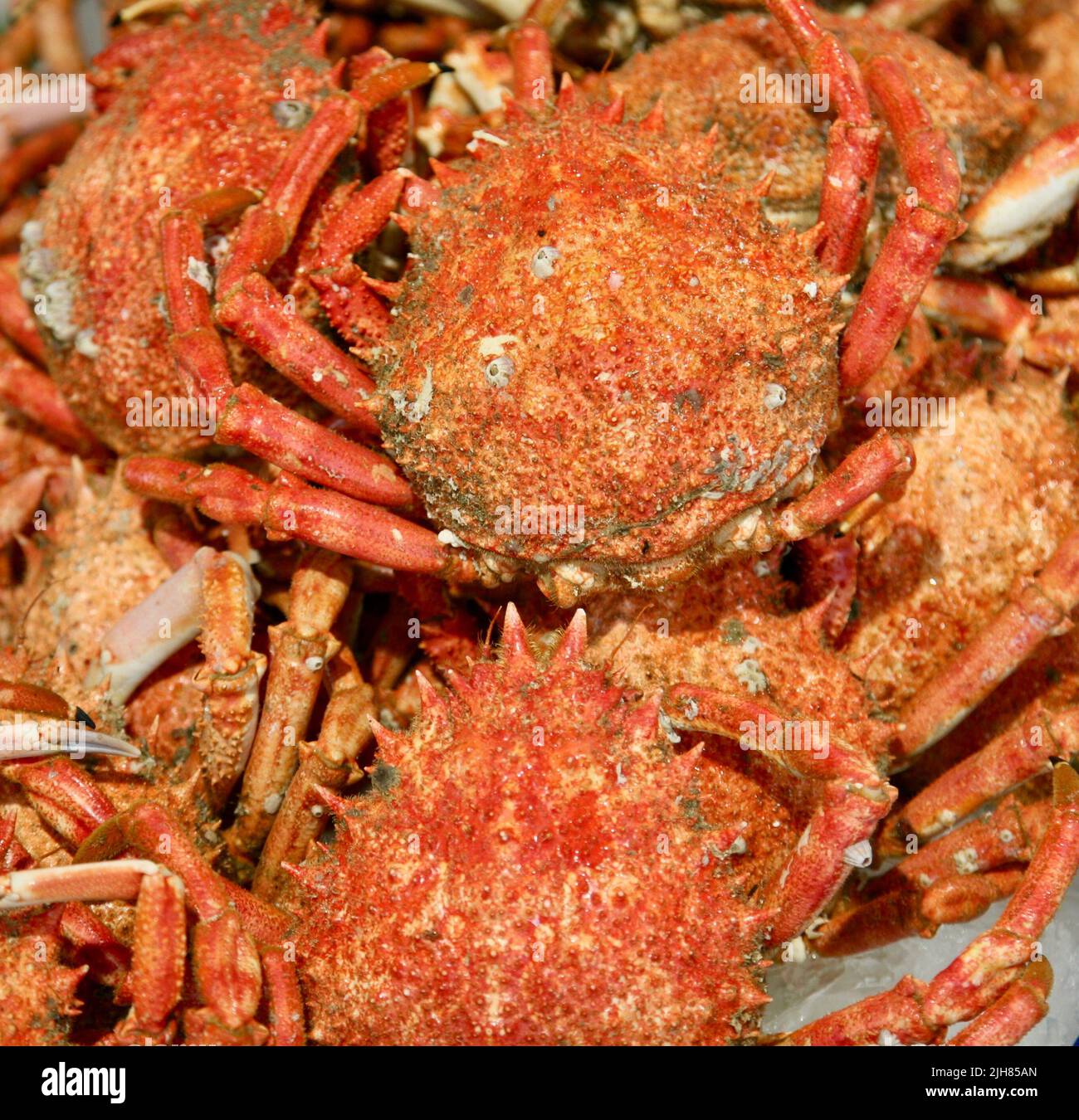 A huge display of spider crabs Stock Photo - Alamy