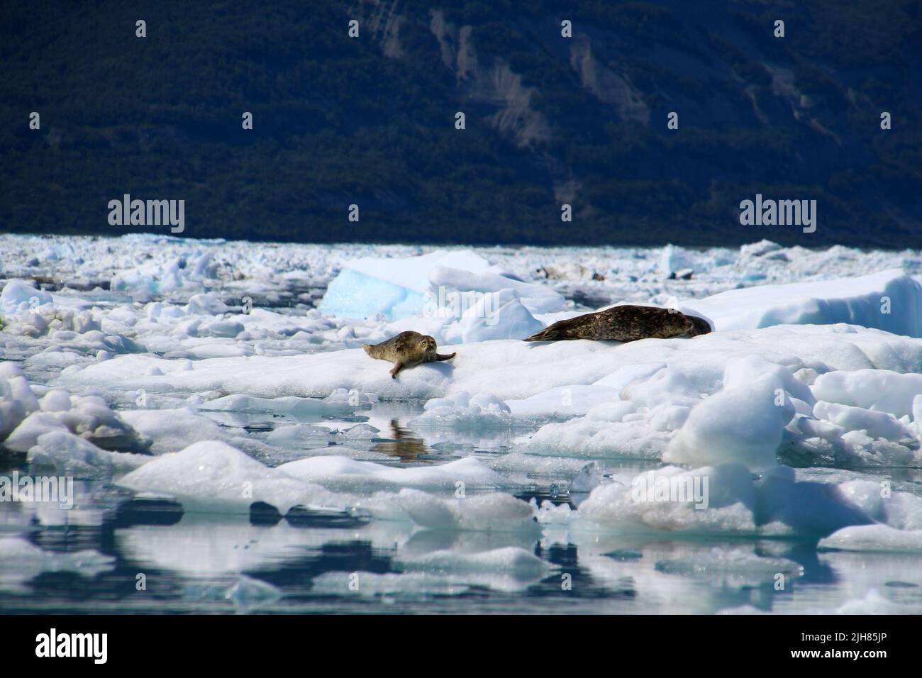Spotted seal on an ice floe, Alaska Stock Photo - Alamy