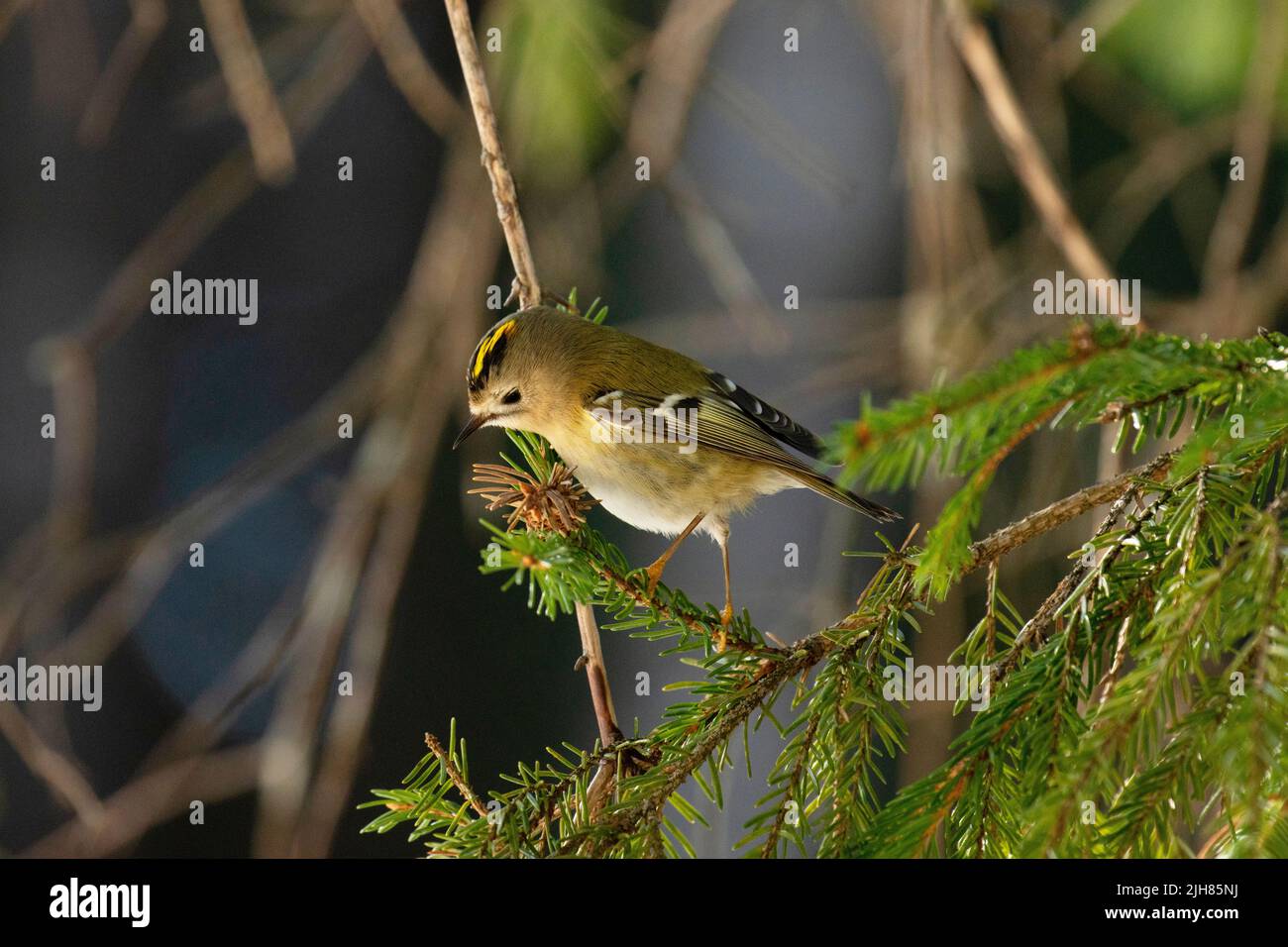 Small Goldcrest, Regulus regulus looking for insects on a Spruce branch ...