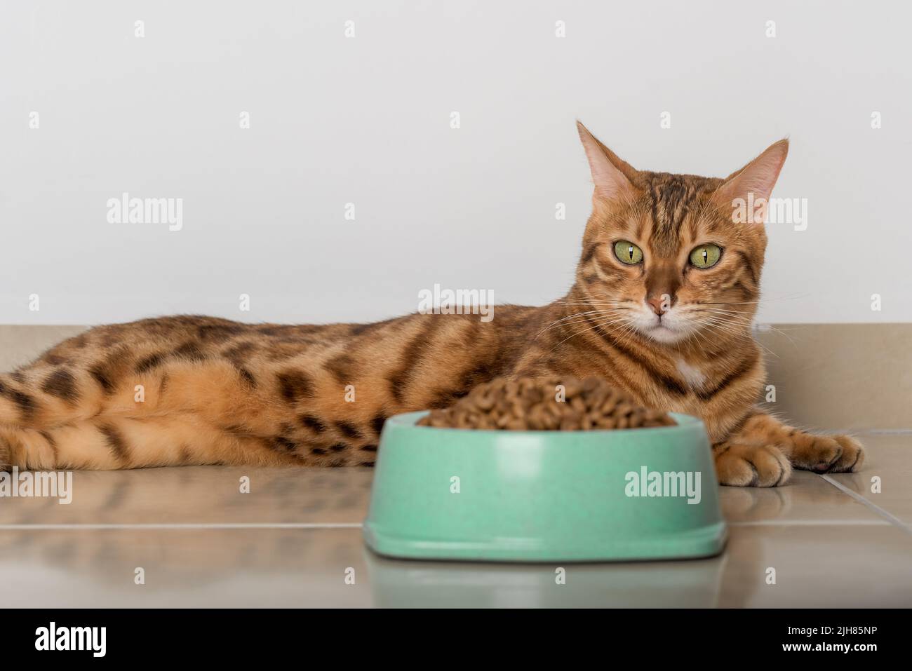Full bowl cat food hi-res stock photography and images - Alamy