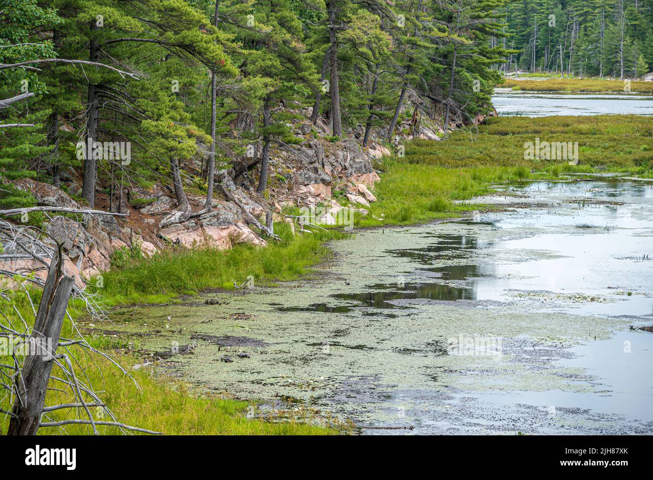 Forest lake in summer time. Muskoka. Canada Stock Photo - Alamy