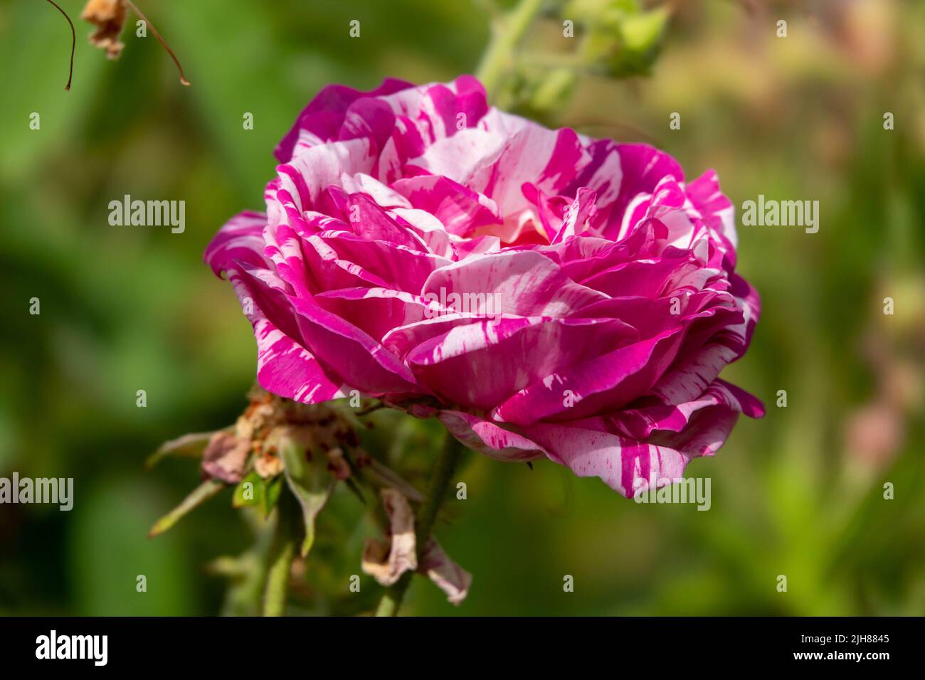 Raspberry cream twirl climbing rose with deep pink double flowers Stock ...