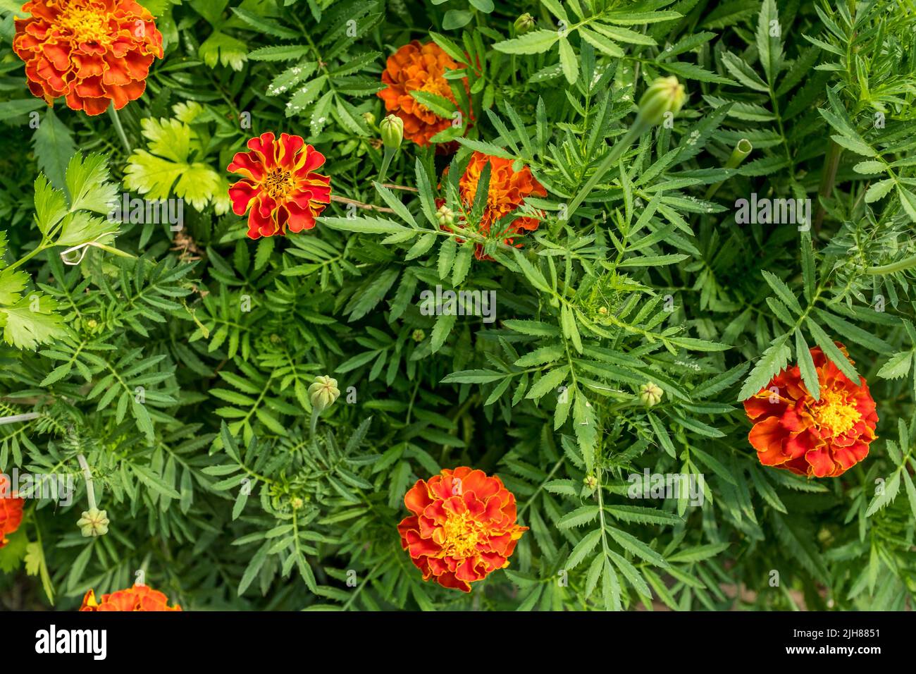 Orange marigold flowers, top view. Tagetes bush, close-up. Background ...