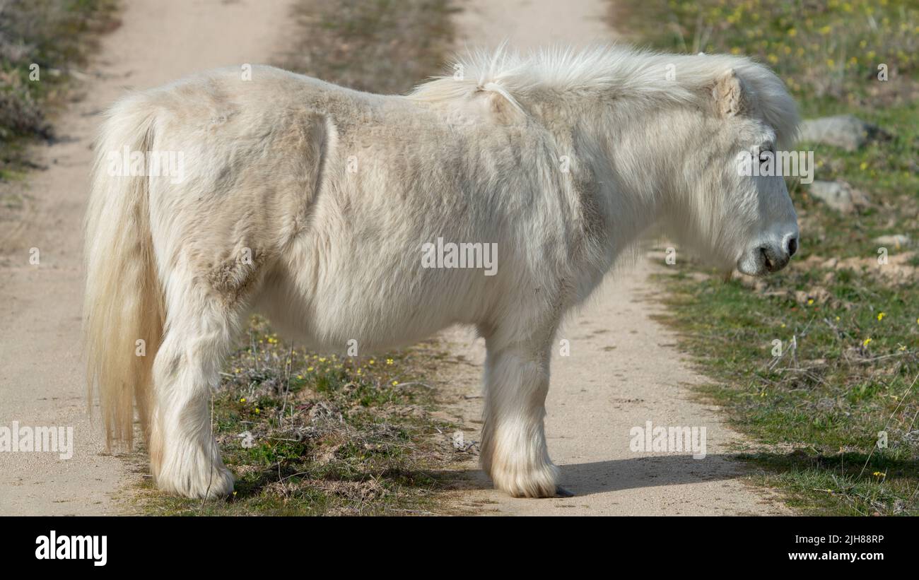 Small white pony profile view over the track Stock Photo - Alamy