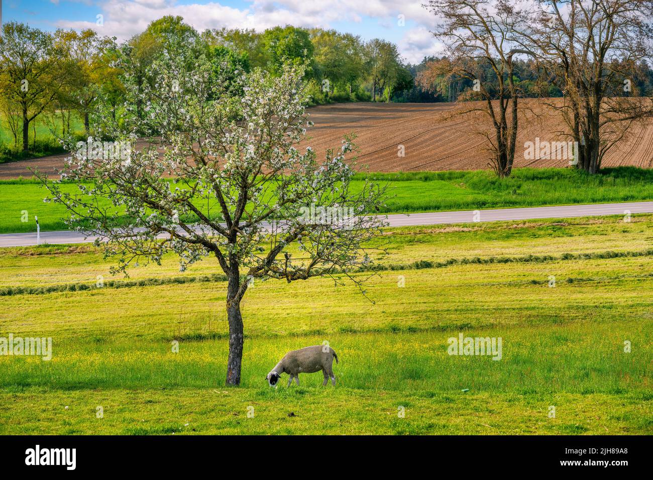 Lanscape with a sheep under a flowering tree Stock Photo - Alamy