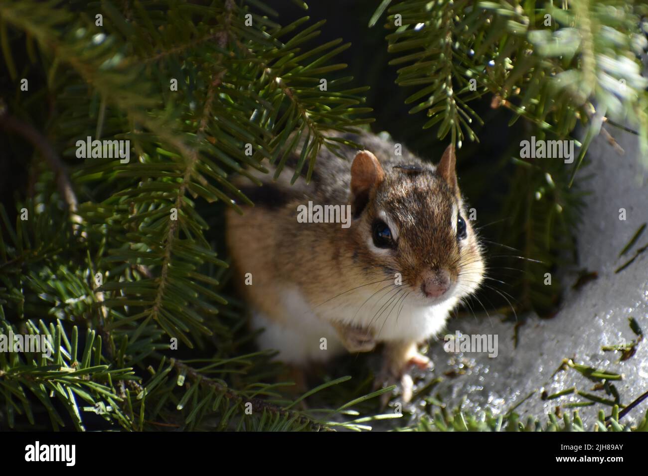A squirrel under a tree, Sainte-Apolline, Quebec, Canada Stock Photo ...