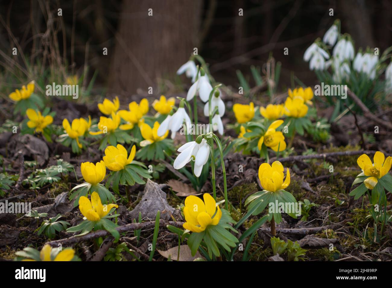 Yellow galanthus hi-res stock photography and images - Alamy