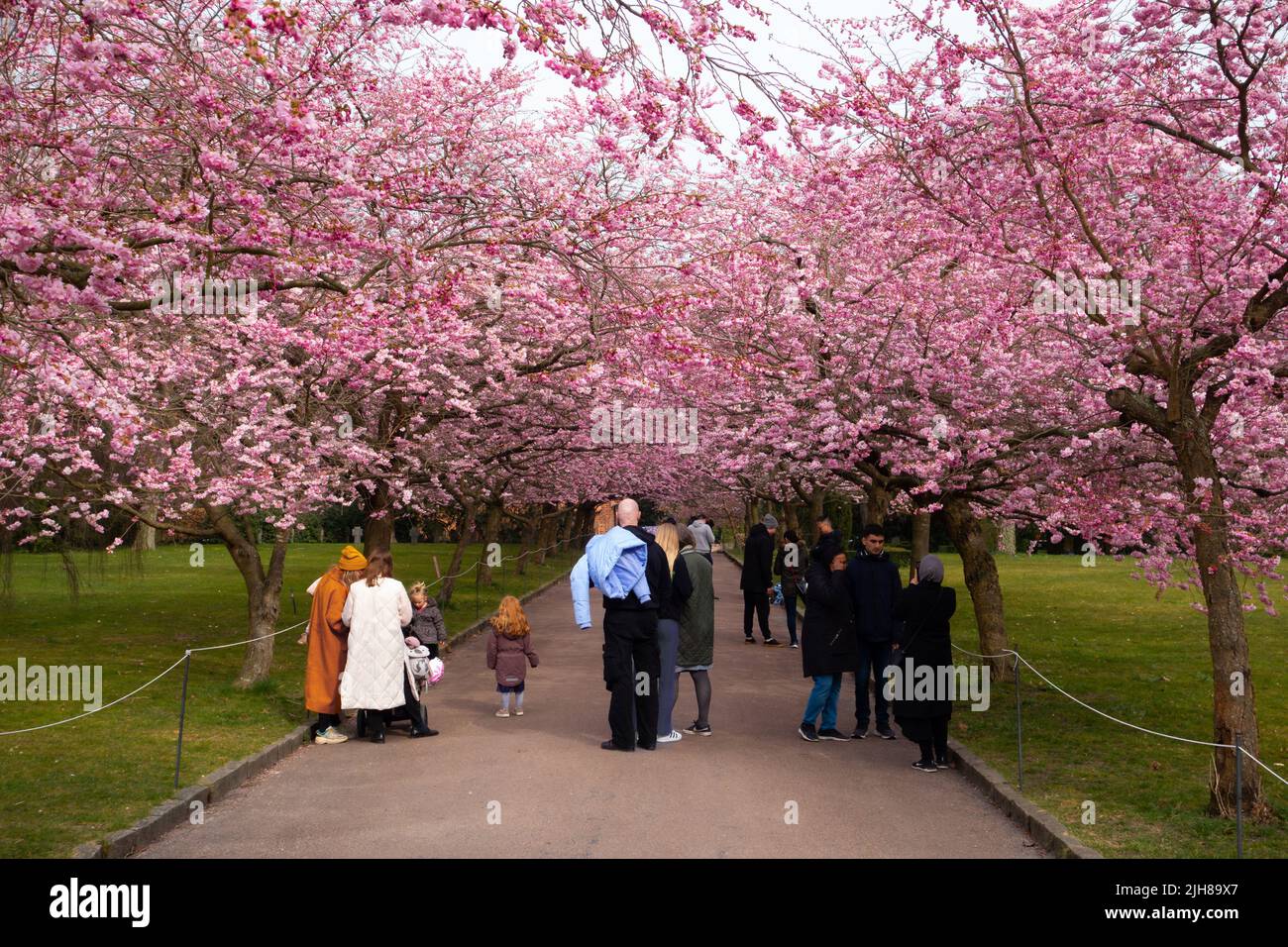 Blossom Japanese pink cherry trees in Bispebjerg Kirkegaard Cemetery in ...