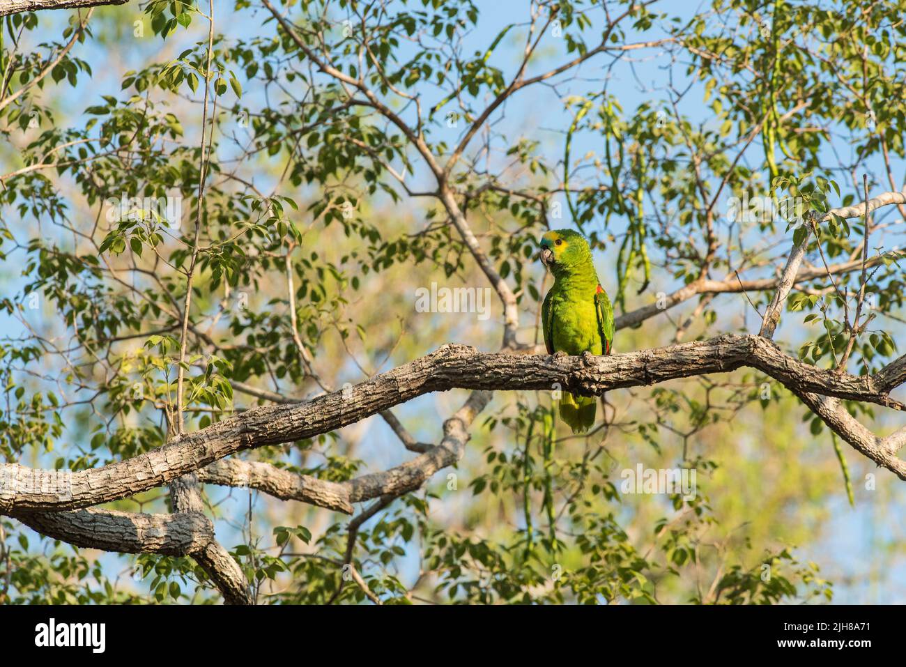 Blue fronted amazon, in Amazonas jungle environment, Brazil Stock Photo ...