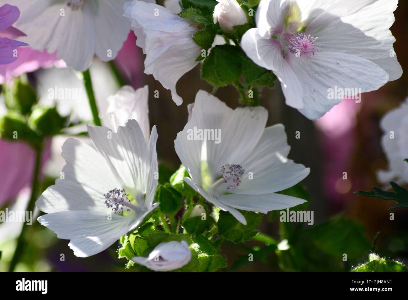 Shrubby mallow hi-res stock photography and images - Alamy
