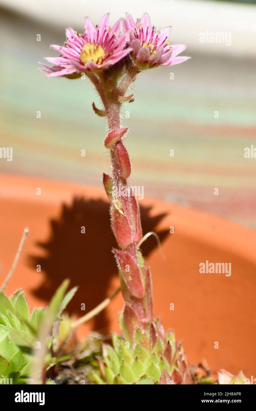 Mountain Houseleek Flower (sempervivum montanum) Hook Norton ...