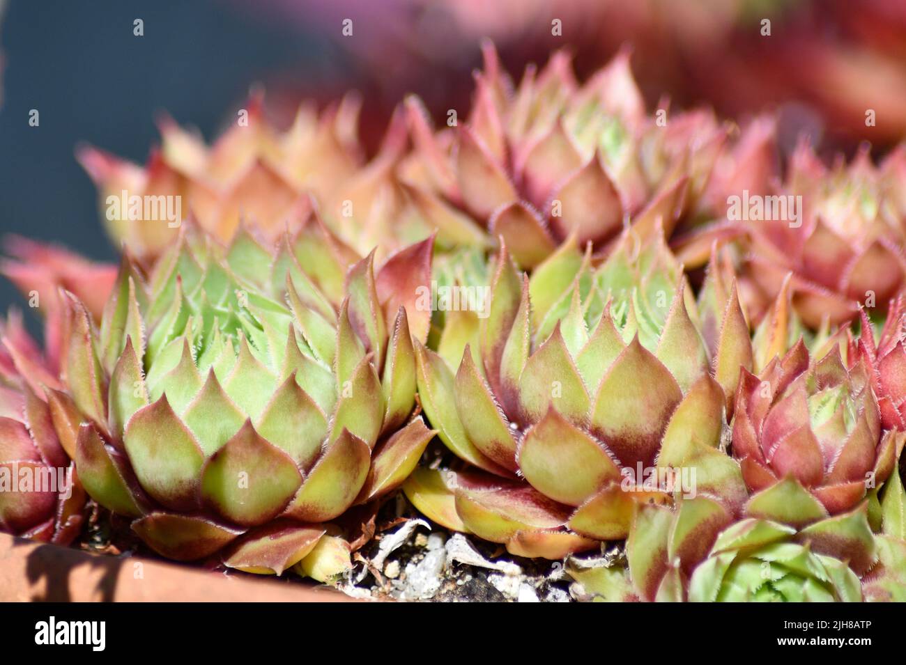 Mountain Houseleek Flower (sempervivum montanum) Hook Norton ...