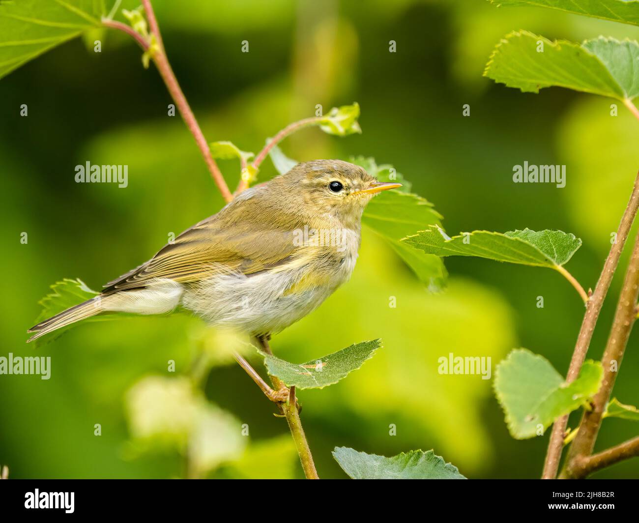 Willow warbler chick foraging in summer in mid Wales Stock Photo - Alamy