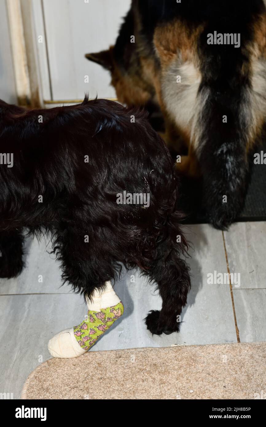 Black Cocker Spaniel after removal of toe Hook Norton Oxfordshire ...