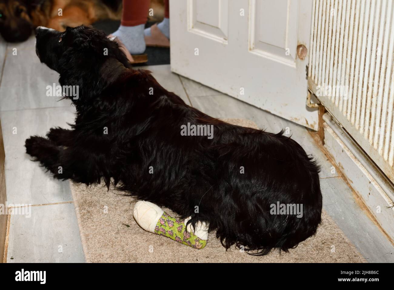 Black Cocker Spaniel laid down after removal of toe Hook Norton ...