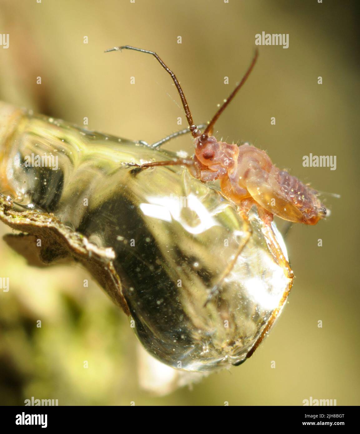 insect nymph stuck to a drop of tree sap, forest Stock Photo - Alamy