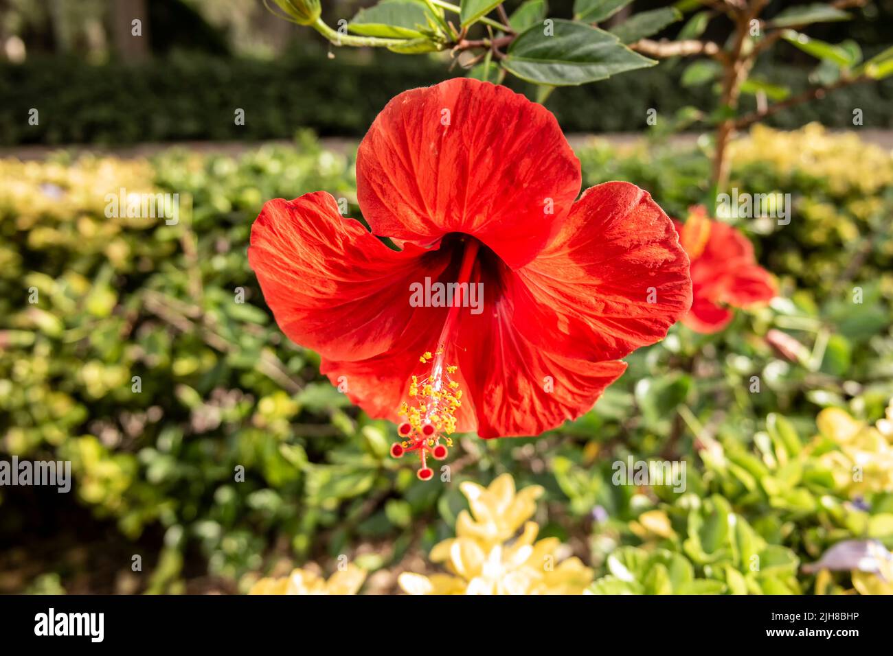 Red hibiscus flower of Spain Stock Photo - Alamy