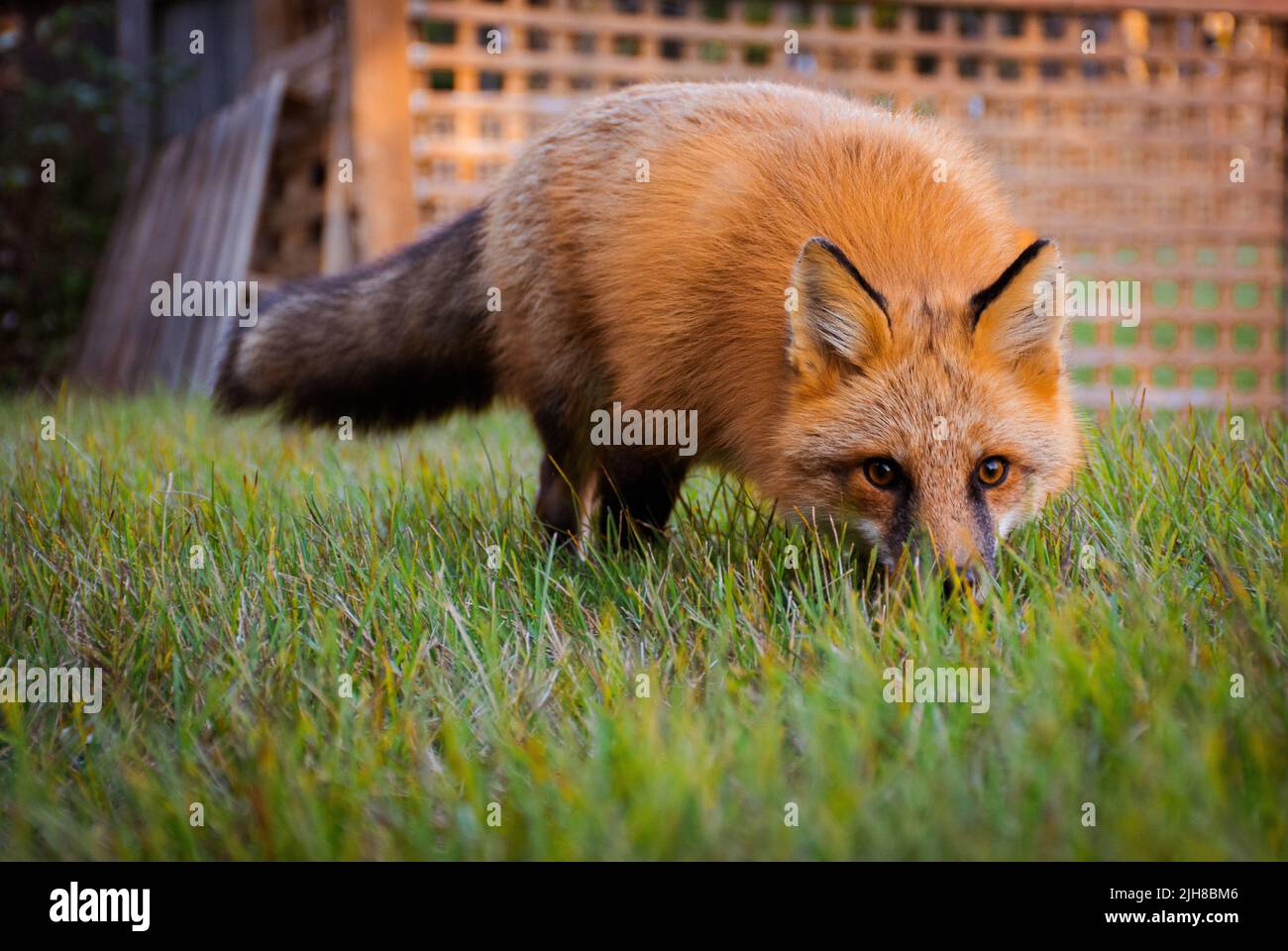 Sly fox hi-res stock photography and images - Alamy