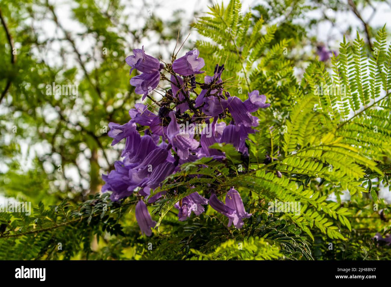 Background with purple flowers of Jacaranda Mimosifolia Stock Photo - Alamy
